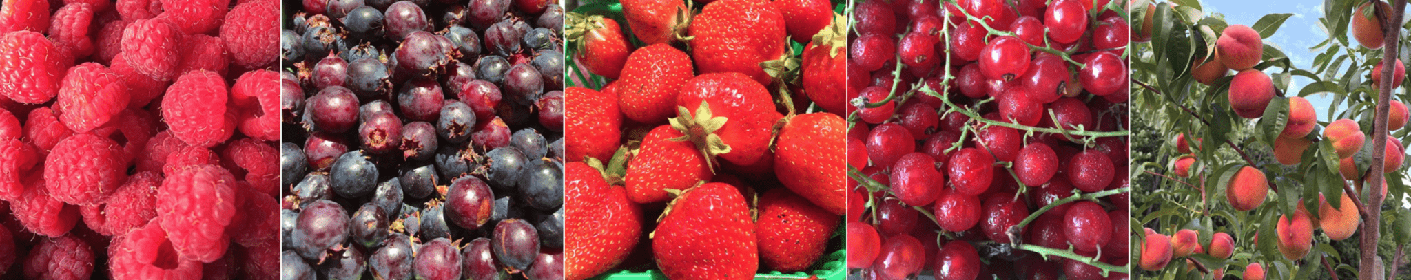 Our Produce - Bayfield Berry Farm